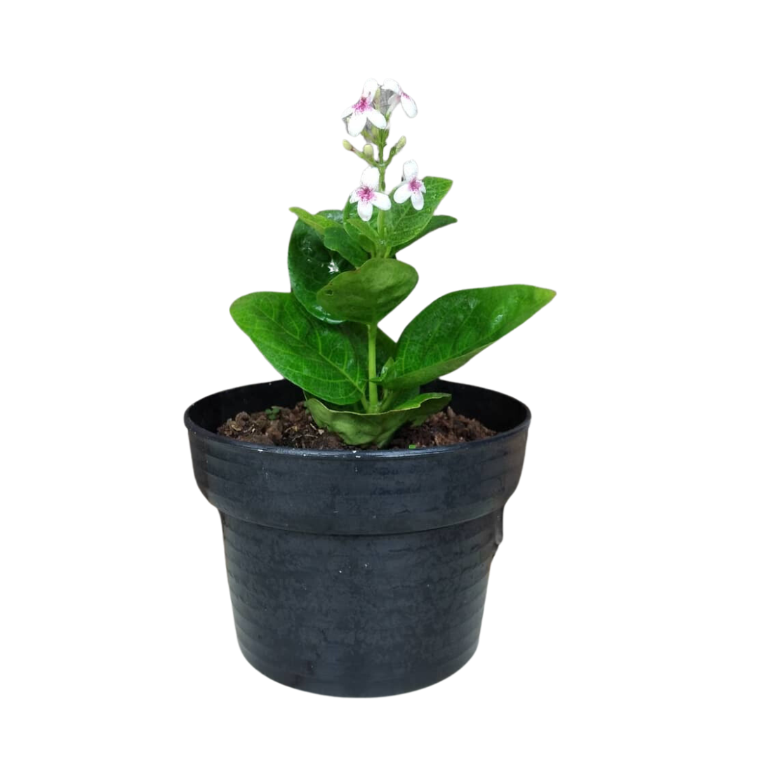 Melati Jepang (Pseuderanthemum Reticulatum) - Glossary