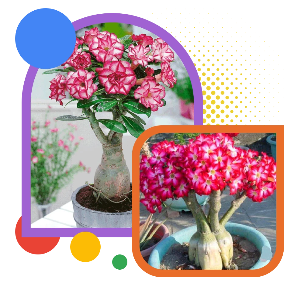 Kamboja Jepang (Adenium sp.) - Glossary