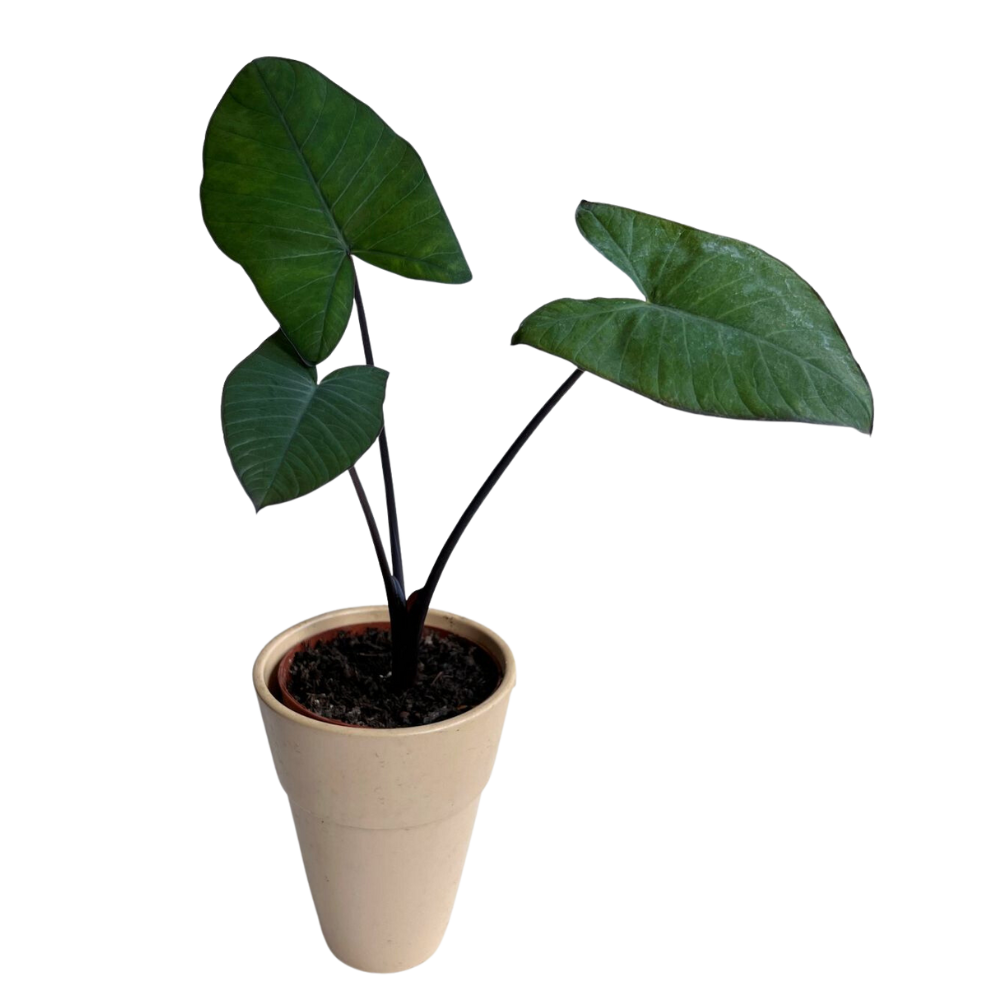 Blue Taro (Xanthosoma violaceum) - Glossary