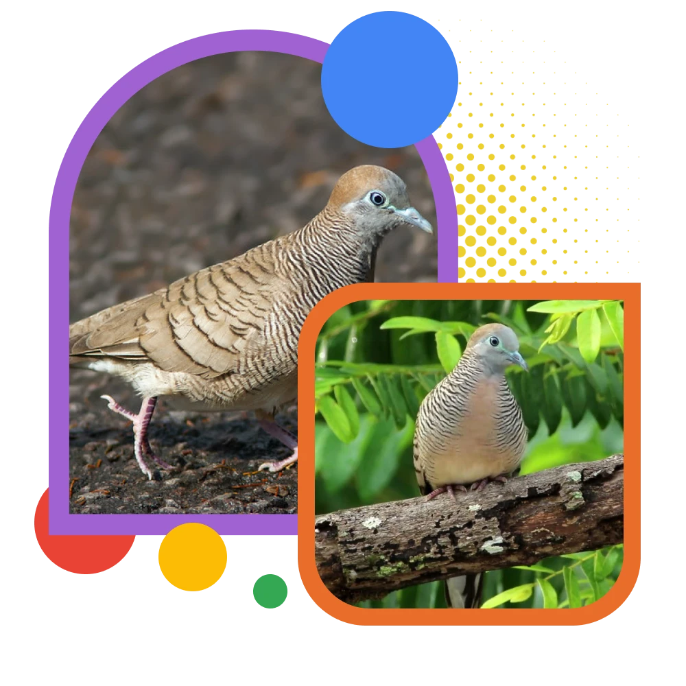 Perkutut (Geopelia striata) - Glossary