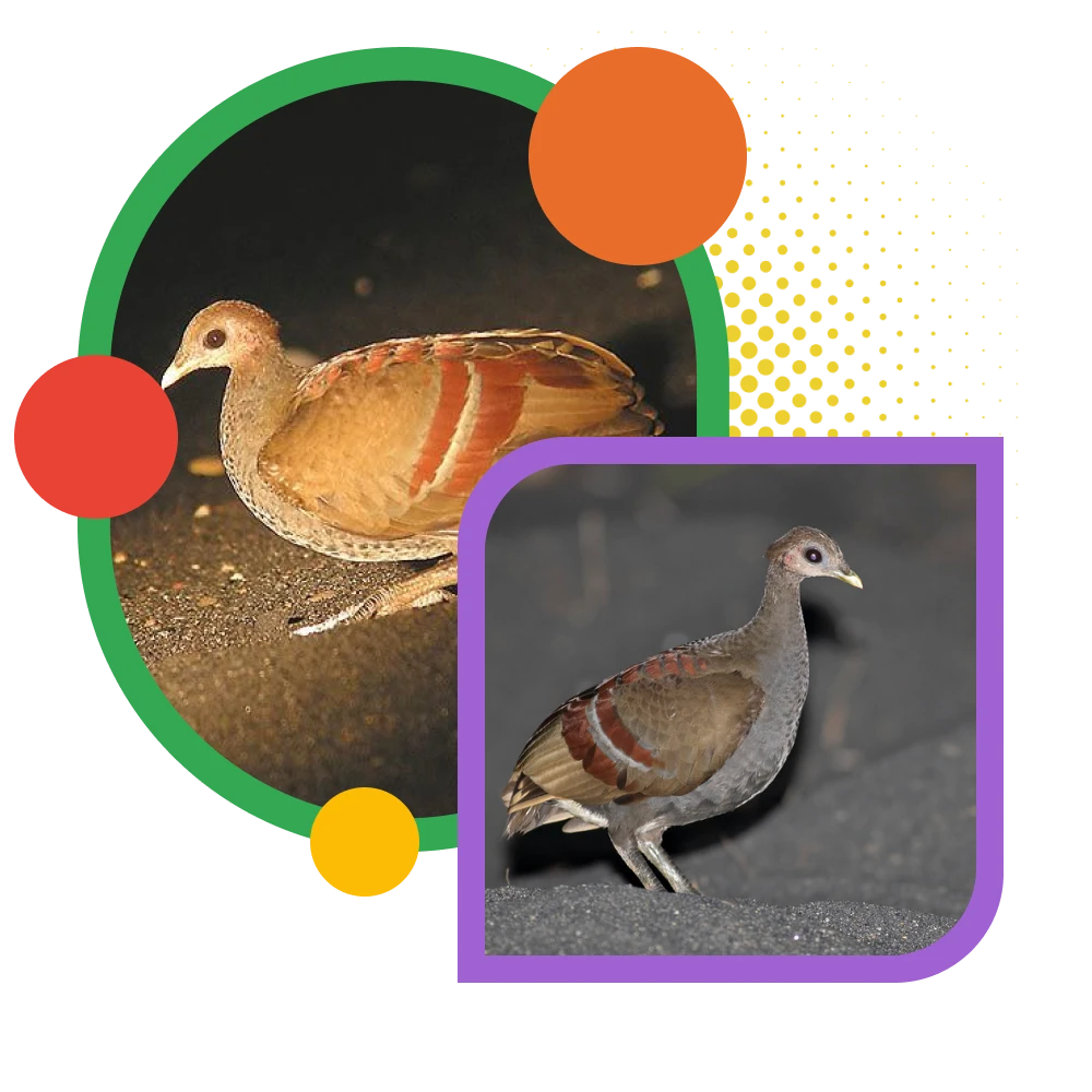 Gosong maluku (Eulipoa Wallacei) - Glossary