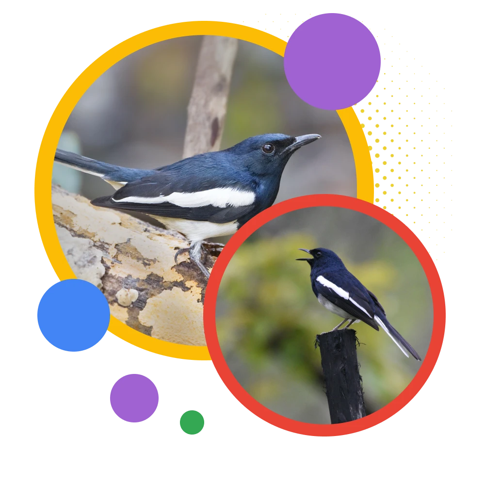 Kacer (Copsychus Saularis) - Glossary