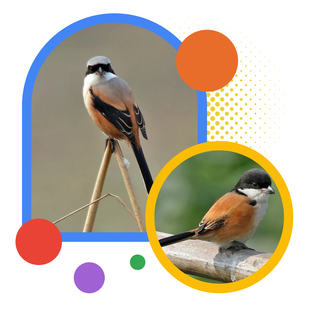 Cendet atau Pentet (Lanius Schach) - Glossary