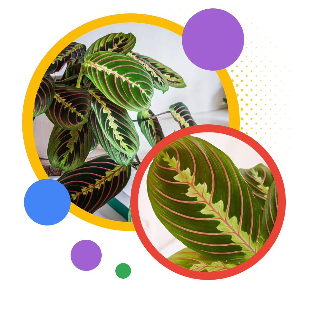 Maranta (Maranta Leuconeura) - Glossary