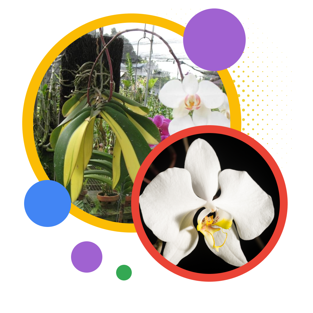 Anggrek Bulan (Phalaenopsis Amabilis) - Glossary