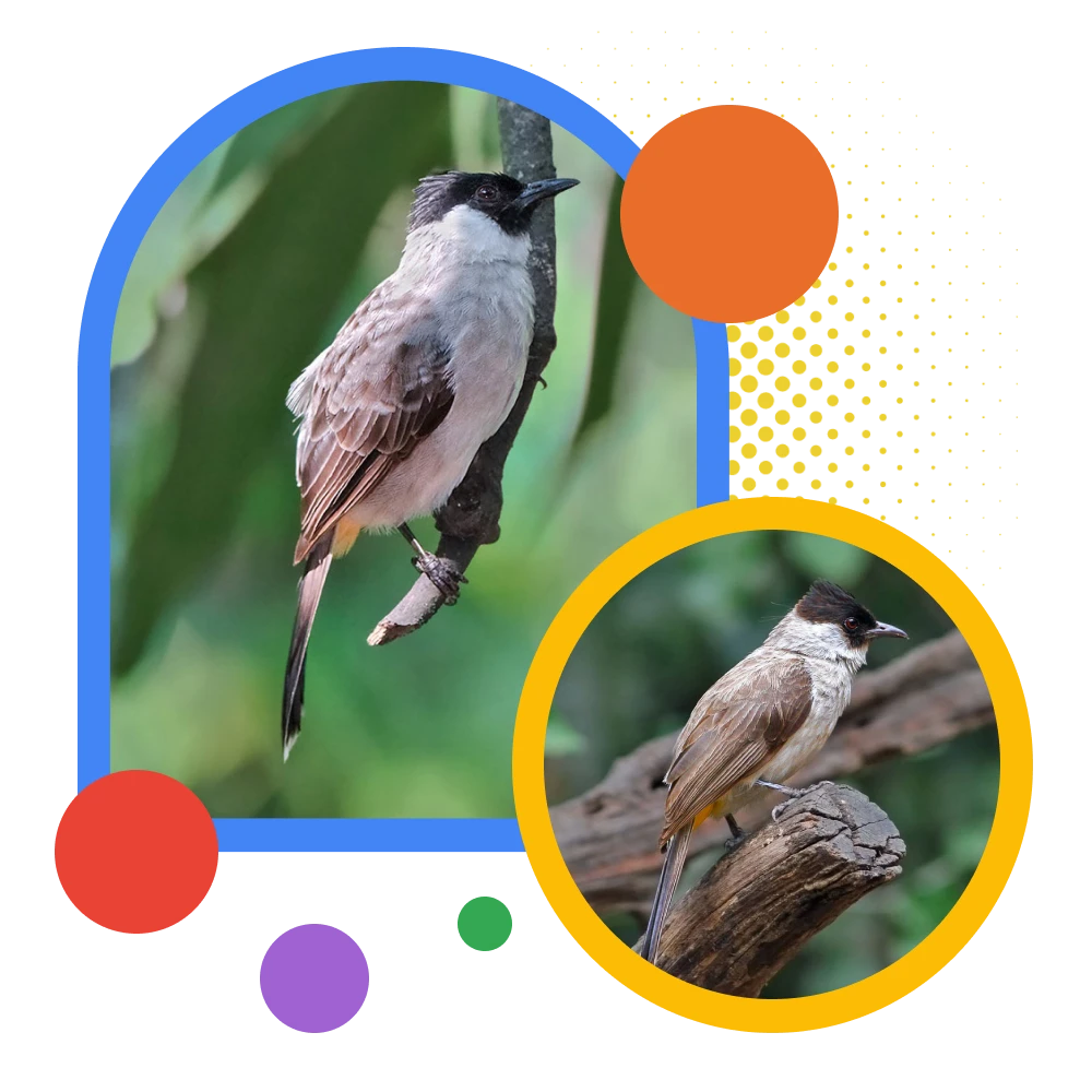 Trucuk (Pycnonotus Simplex) - Glossary