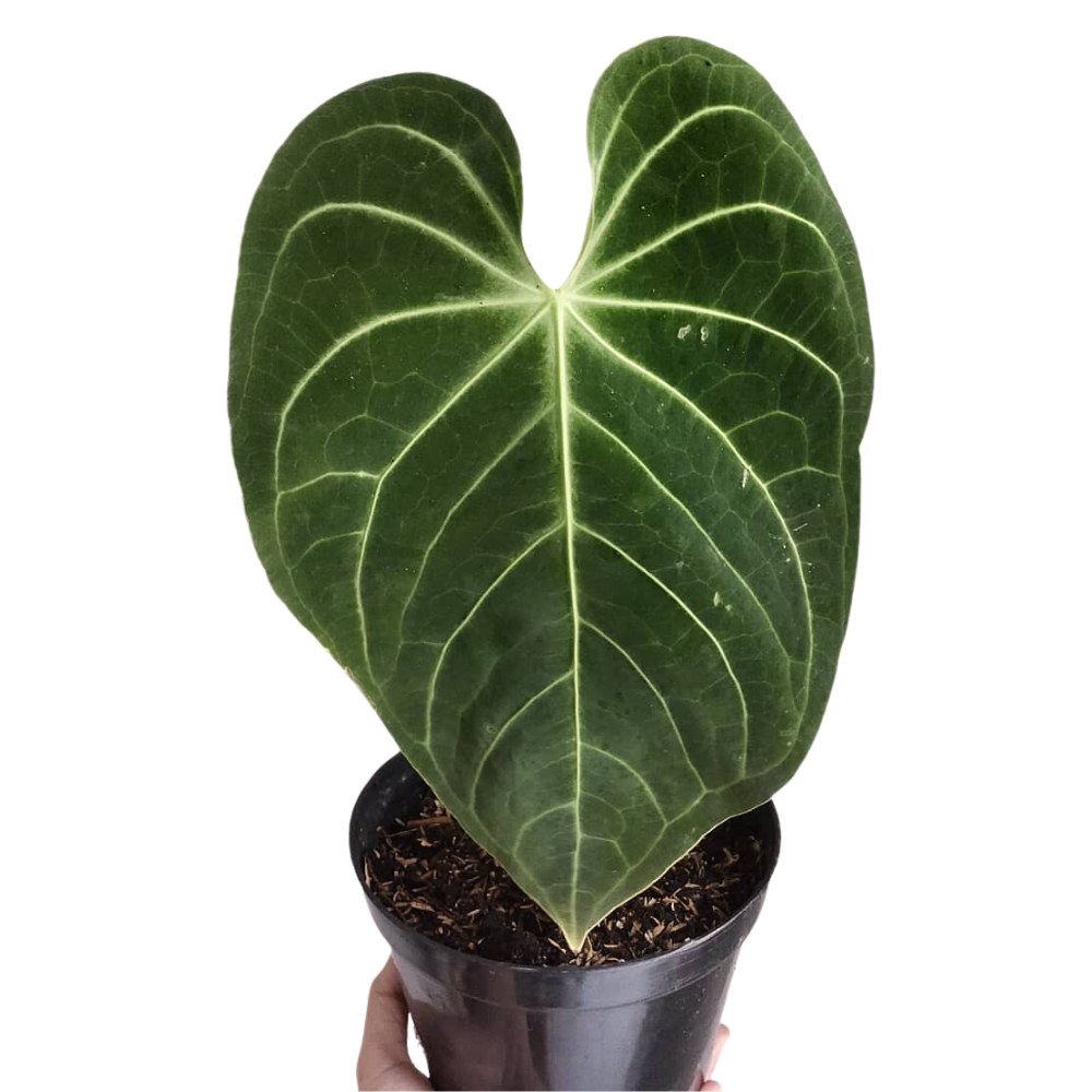 Anthurium magnificum x verde - Glossary