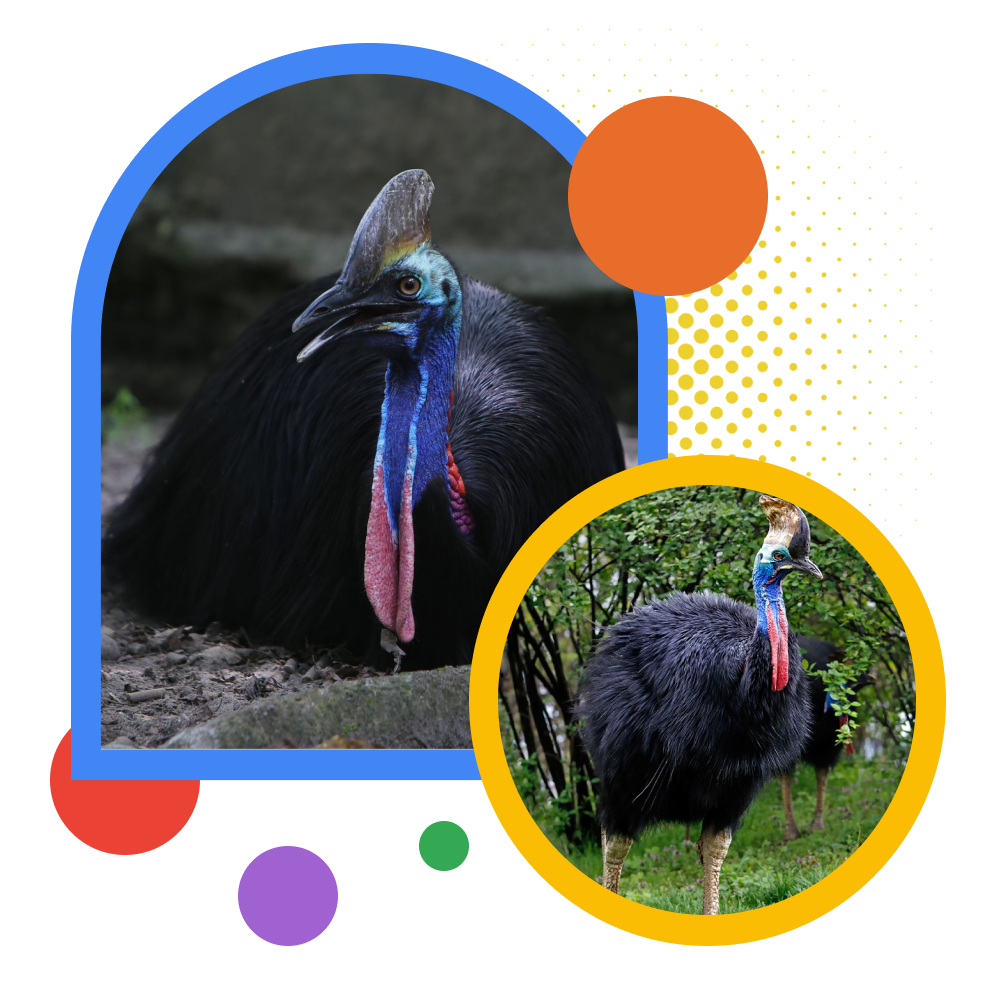 Kasuari Gelambir-Ganda (Casuarius Casuarius) - Glossary