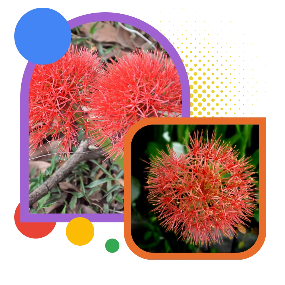 Bunga Desember (Haemanthus multiflorus) - Glossary