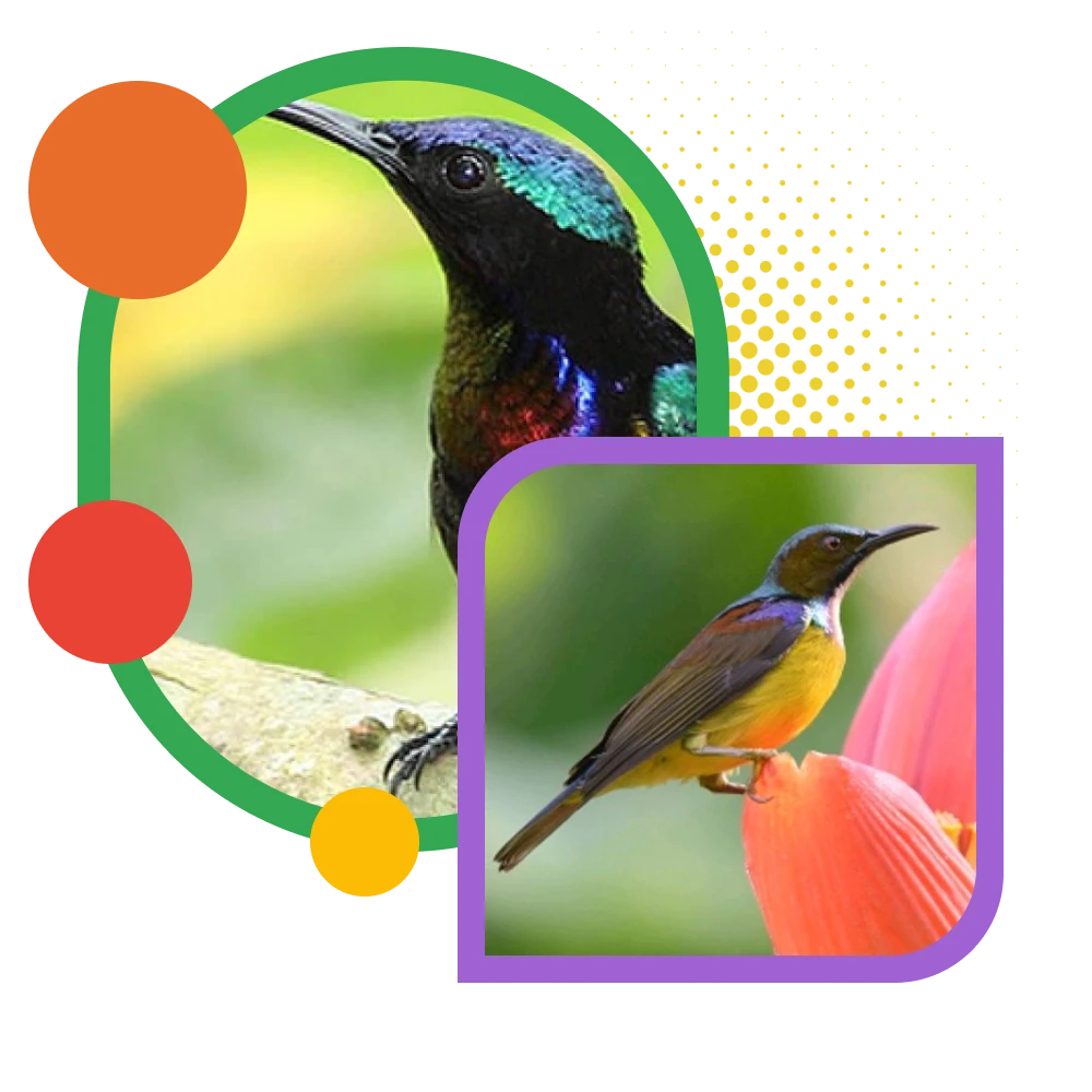 Kolibri (Trochilidae) - Glossary