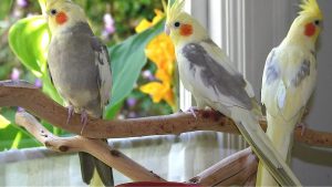 Parkit (Melopsittacus Undulatus) - Glossary