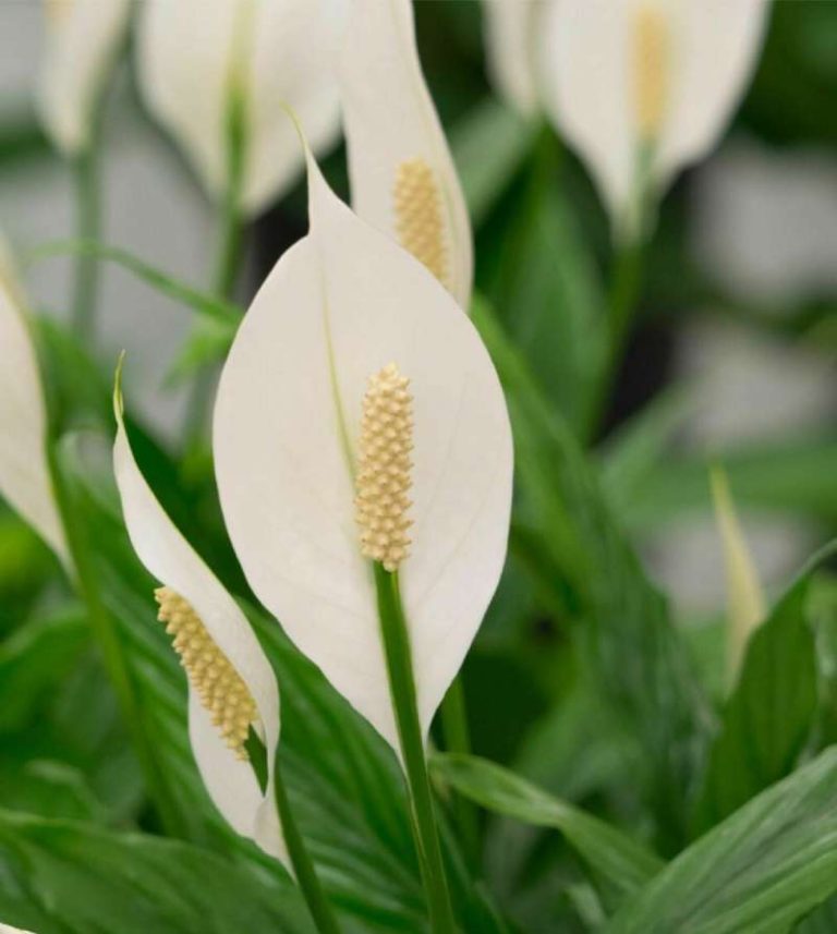 Peace Lily (Spathiphyllum) - Glossary